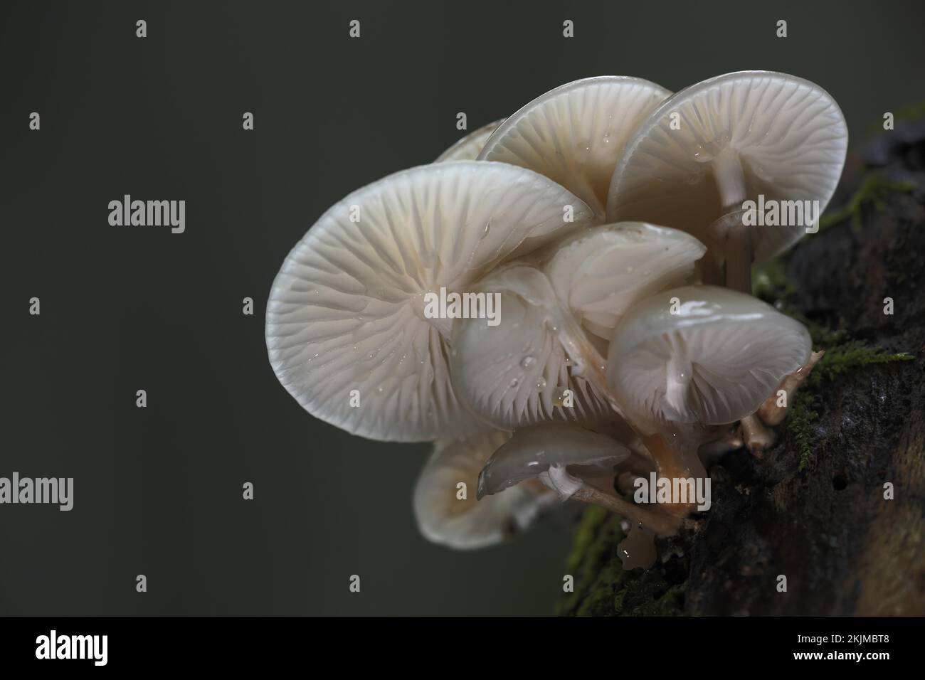 Beech slime, Clump, Group, View from below, porcelain fungus ...