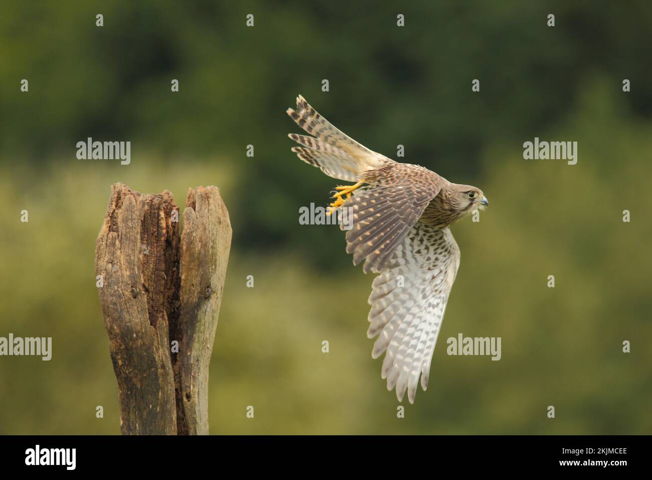 Common kestrel (Falco tinnunculus) taking off from a post, departure ...