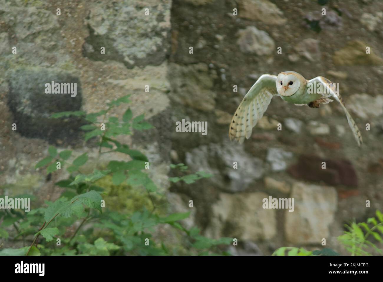 Common barn owl (Tyto alba) in flight, captive Stock Photo - Alamy