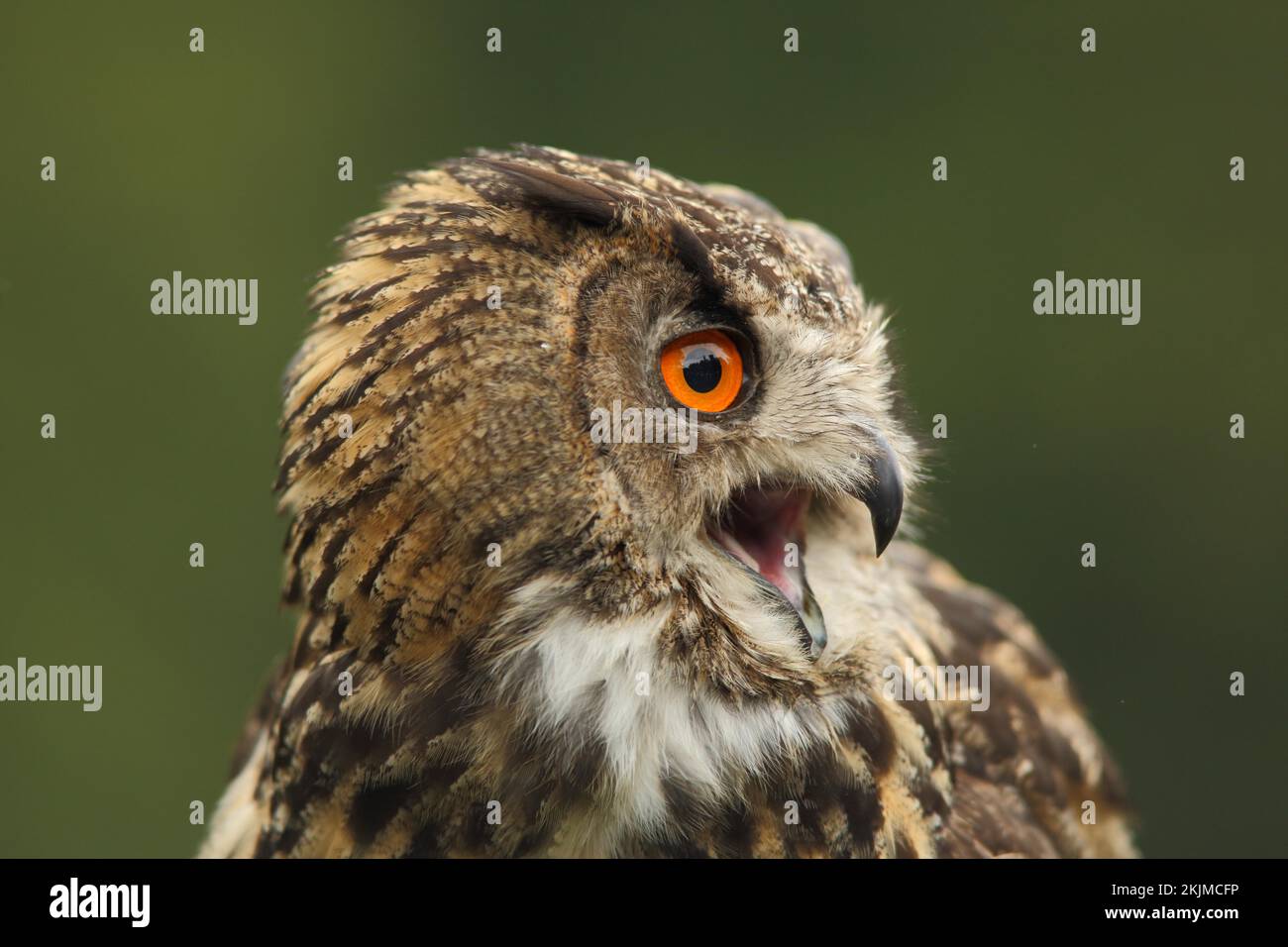 Owl with beak open hi-res stock photography and images - Alamy