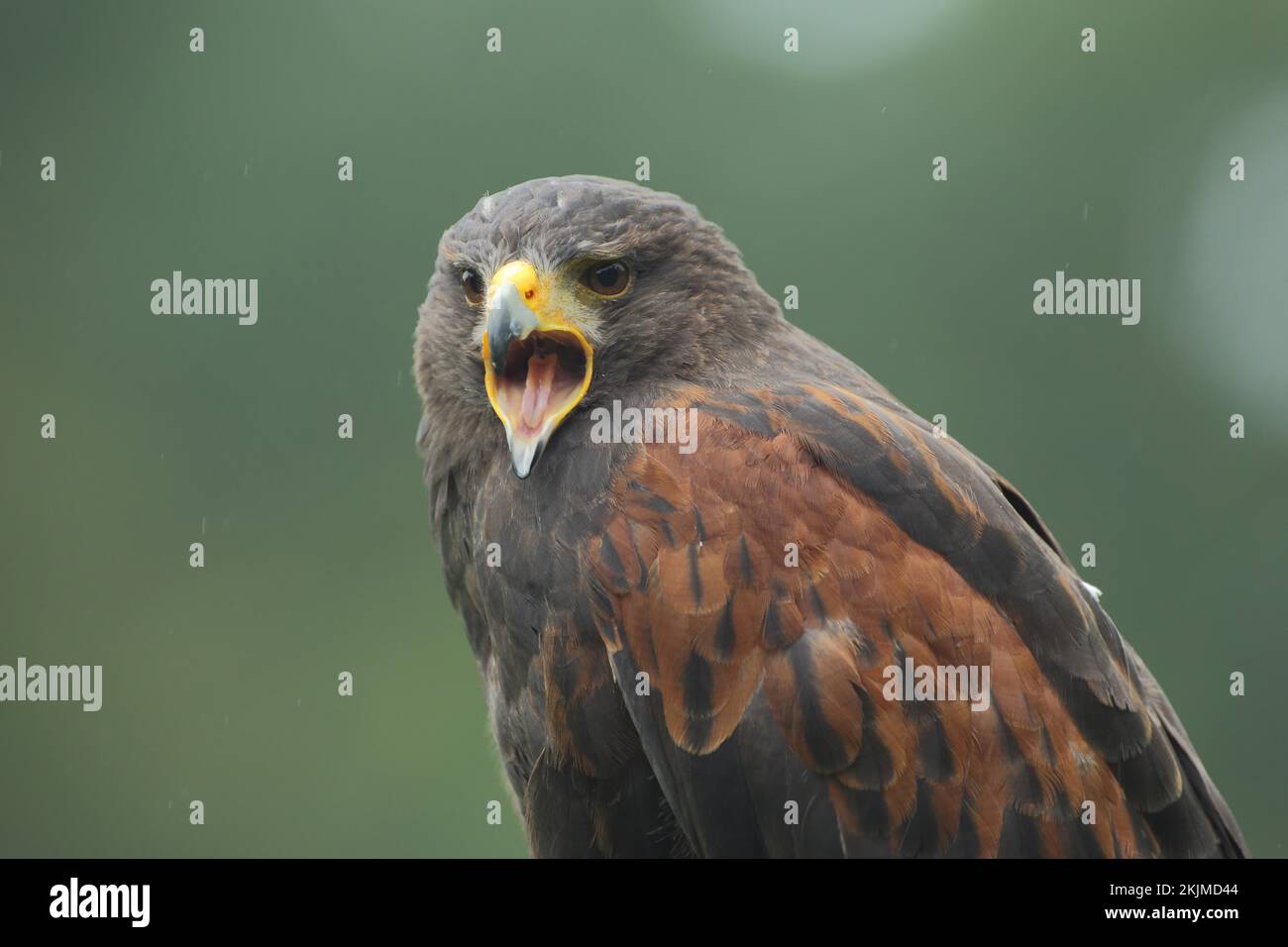 Harris's hawk (Parabuteo unicinctus), female, screaming, beak, open ...