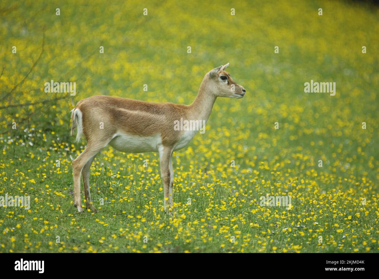 Antelope cervicapra, female, flower meadow, yellow, captive Stock Photo ...