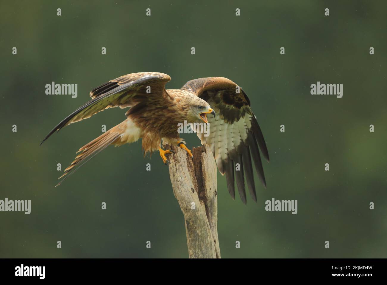 Red Kite (Milvus milvus), post, screaming, beak, open, wings, captive ...