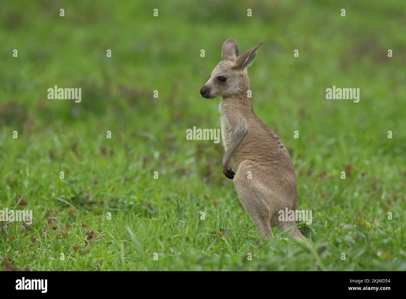 Young eastern grey kangaroo (Macropus giganteus), juvenile, standing, looking, captive Stock ...
