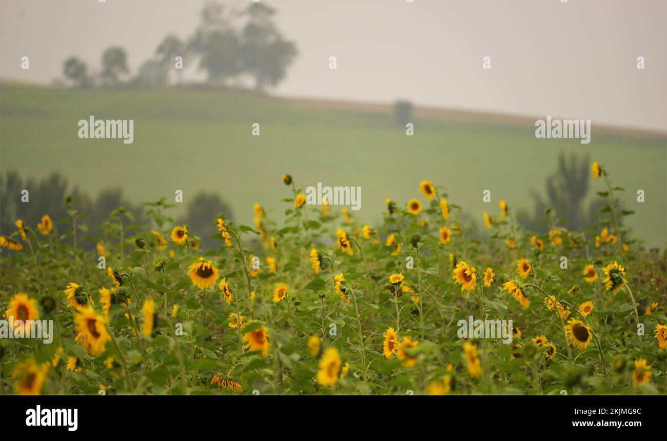 Sunflower river hi-res stock photography and images - Alamy