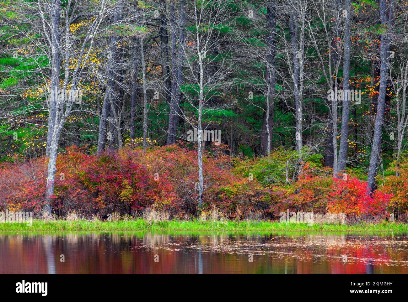 A small woodland pond for wildlife in autumn in Pennsylvania's Pocono ...
