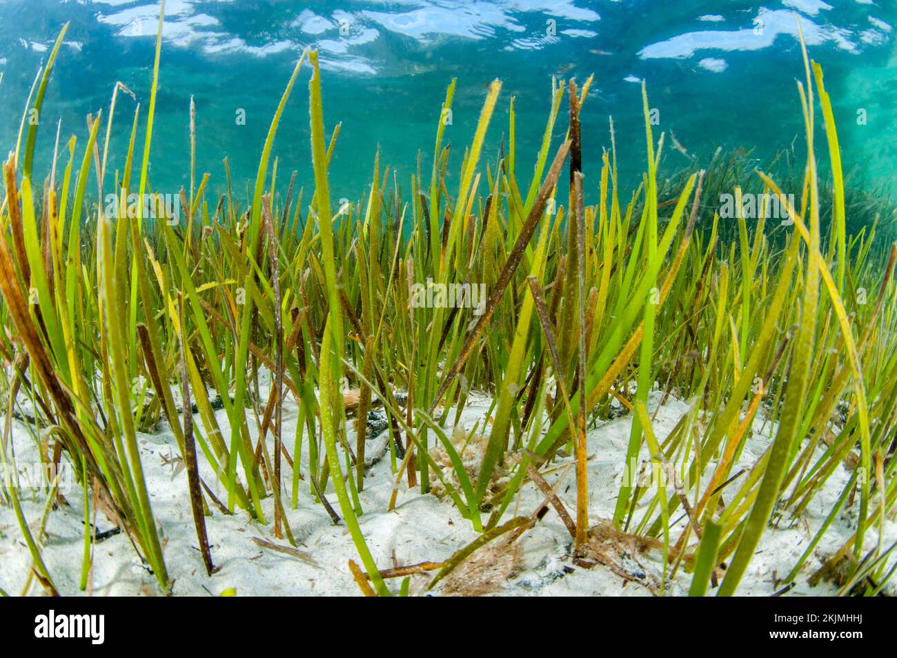Cymodocea nodossa seagrass meadow, Ain Ghazalah lagoon, Libya, Africa ...