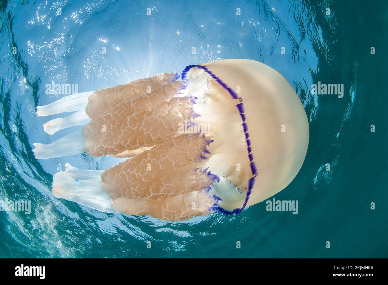 Dustbin-lid jellyfish (Rhizostoma pulmo), "côte agathoise" Marine ...