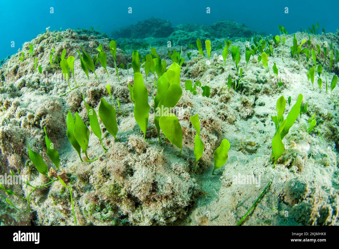 Green alga Caulerpa prolifera, Kokkini Hani, Crete Stock Photo - Alamy