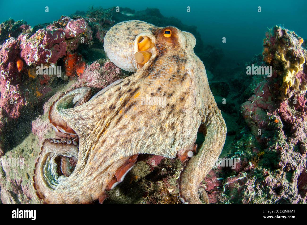 Common octopus (Octopus vulgaris), on coralligenous outcrops, "côte ...