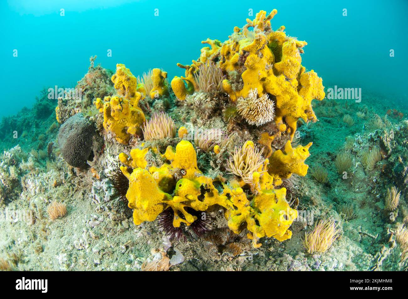 Yellow-tube sponge Aplysina aerophoba, "côte agathoise" Marine ...