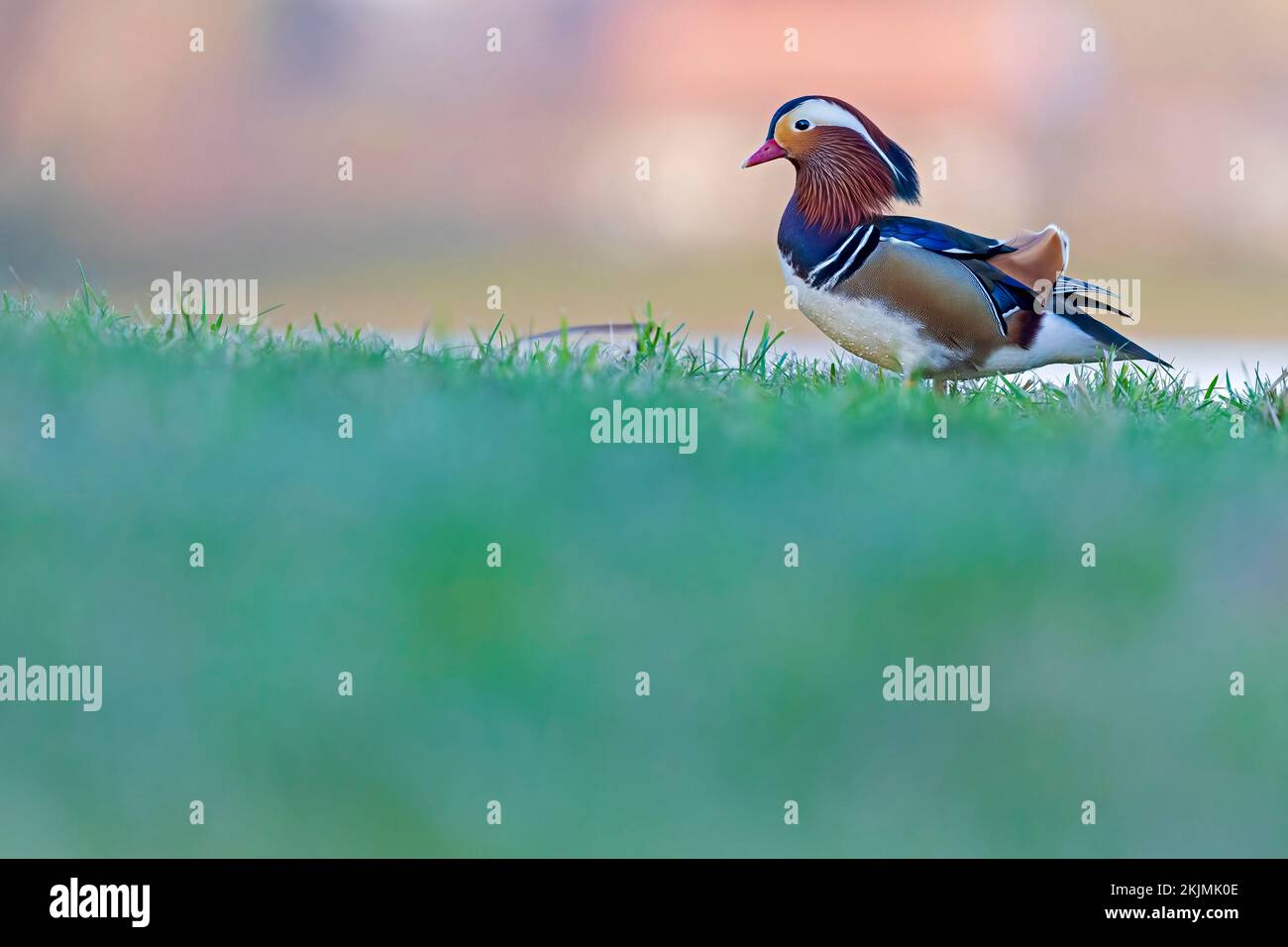 Mandarin Duck (Aix galericulata) male hoarfrost, breeding dress, mating ...