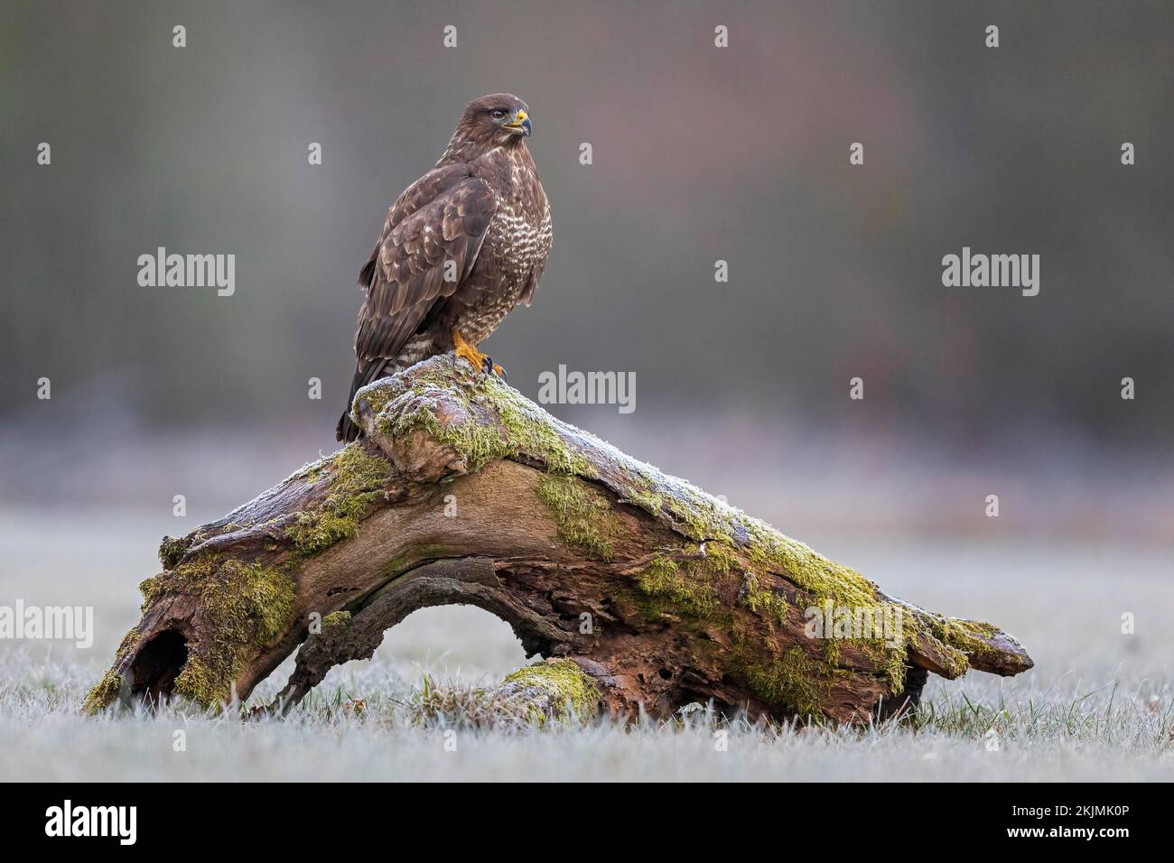 Common steppe buzzard (Buteo buteo) dark variant, dark morph, lying in ...