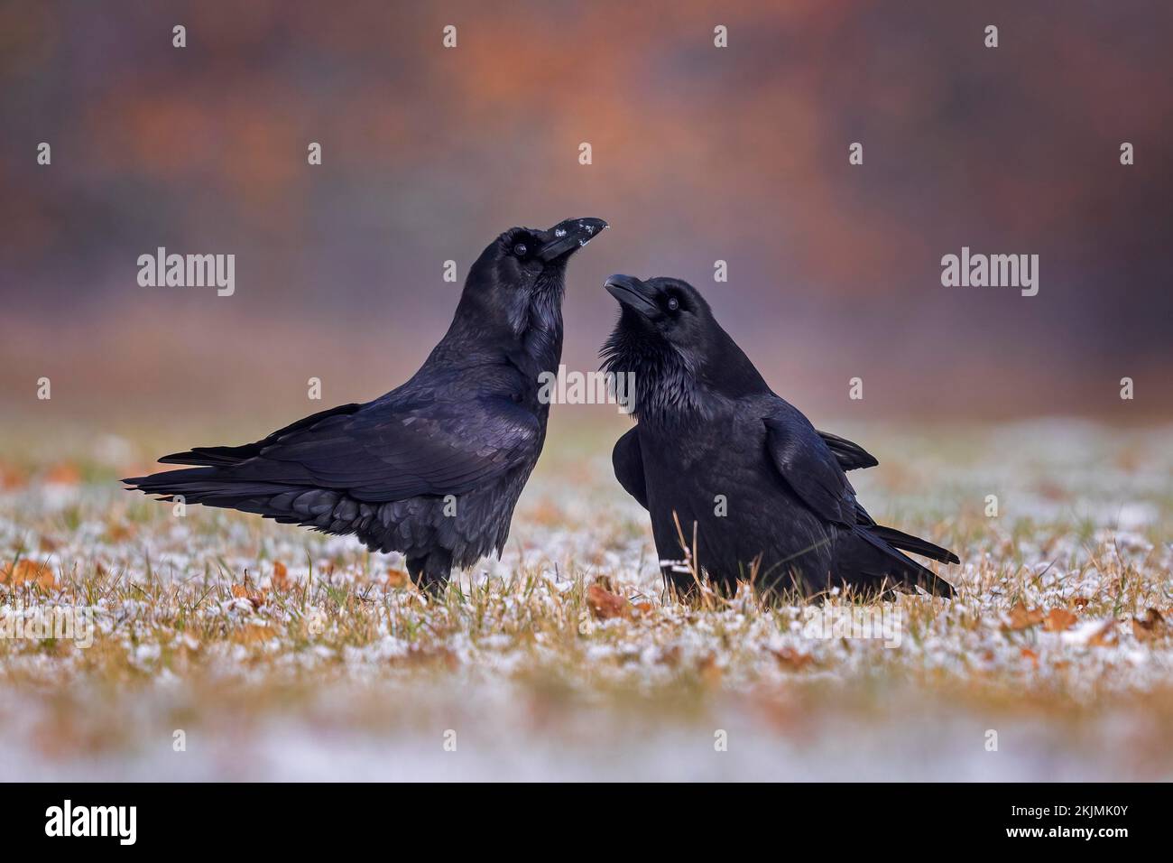 Common raven (Corvus corax) mating pair, mating, autumn leaves, autumn ...