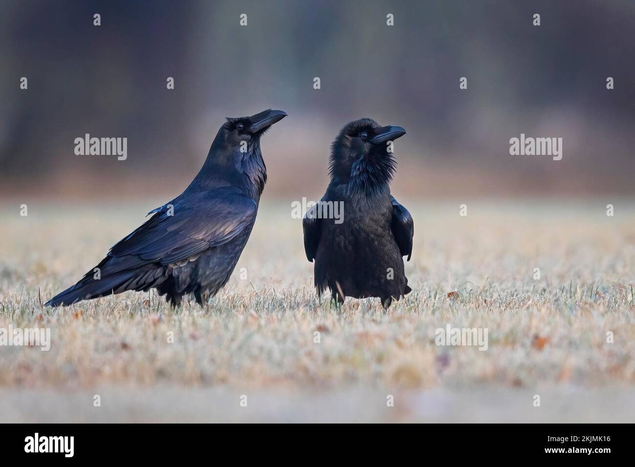 Common raven (Corvus corax) mating pair, mating, autumn leaves, autumn ...