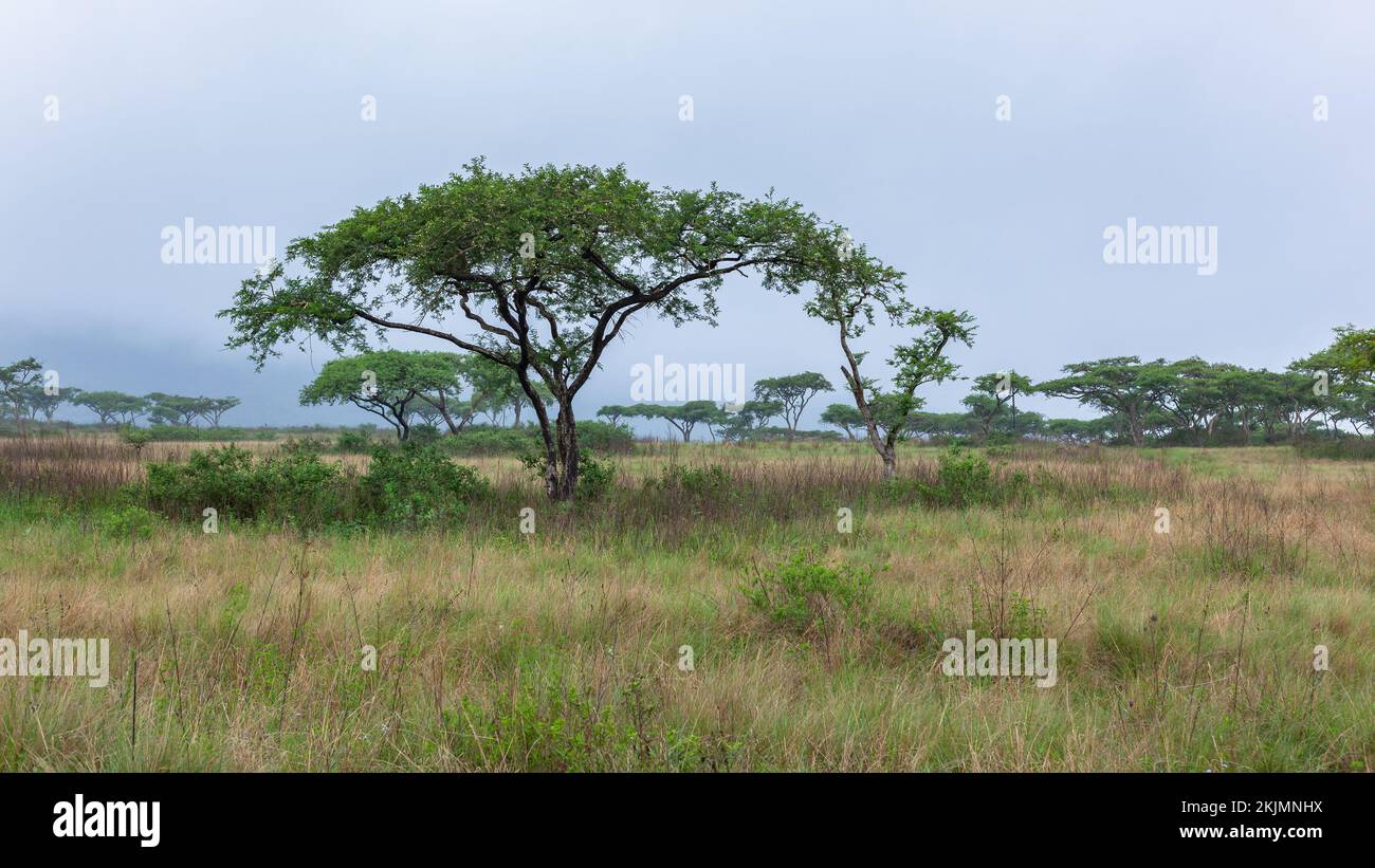 Rural wilderness on a summer rain day in safari reserve landscape with ...