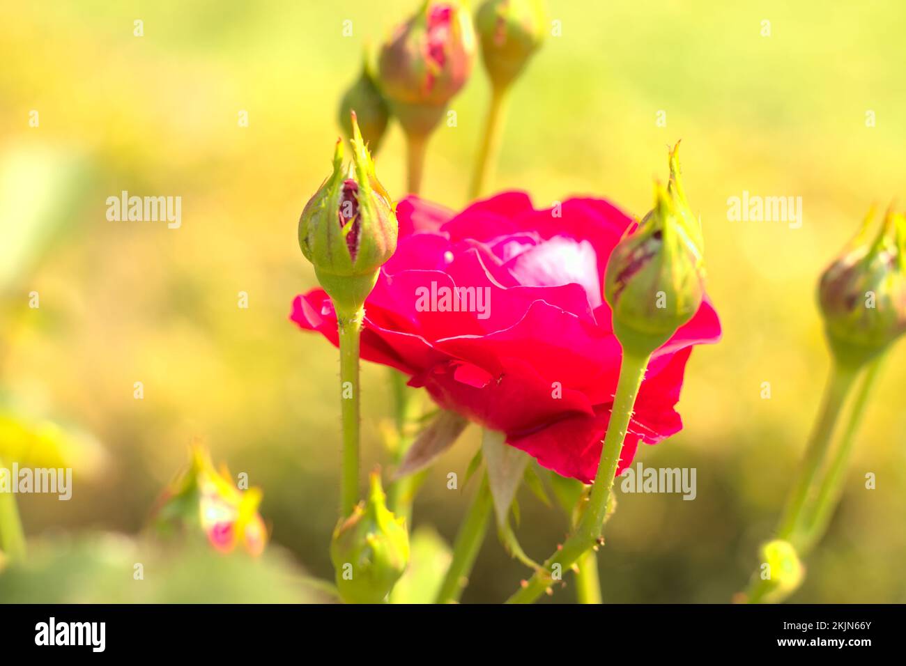 A red rose on a sunny day in the garden Stock Photo - Alamy