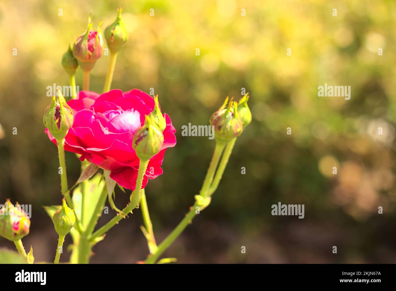 A red rose on a sunny day in the garden Stock Photo - Alamy