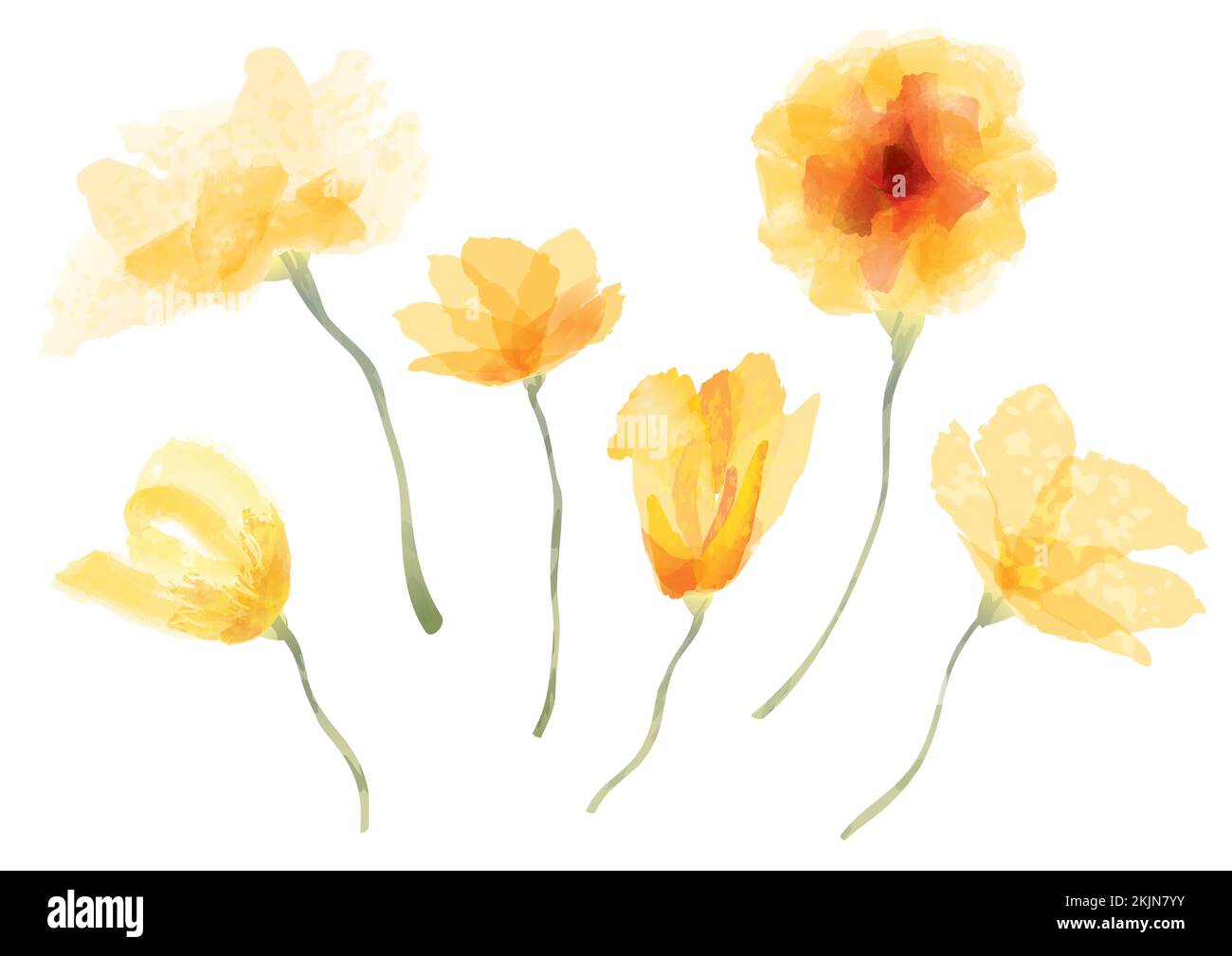 Set Of Botanical Elements Isolated On A White Background. Vector ...