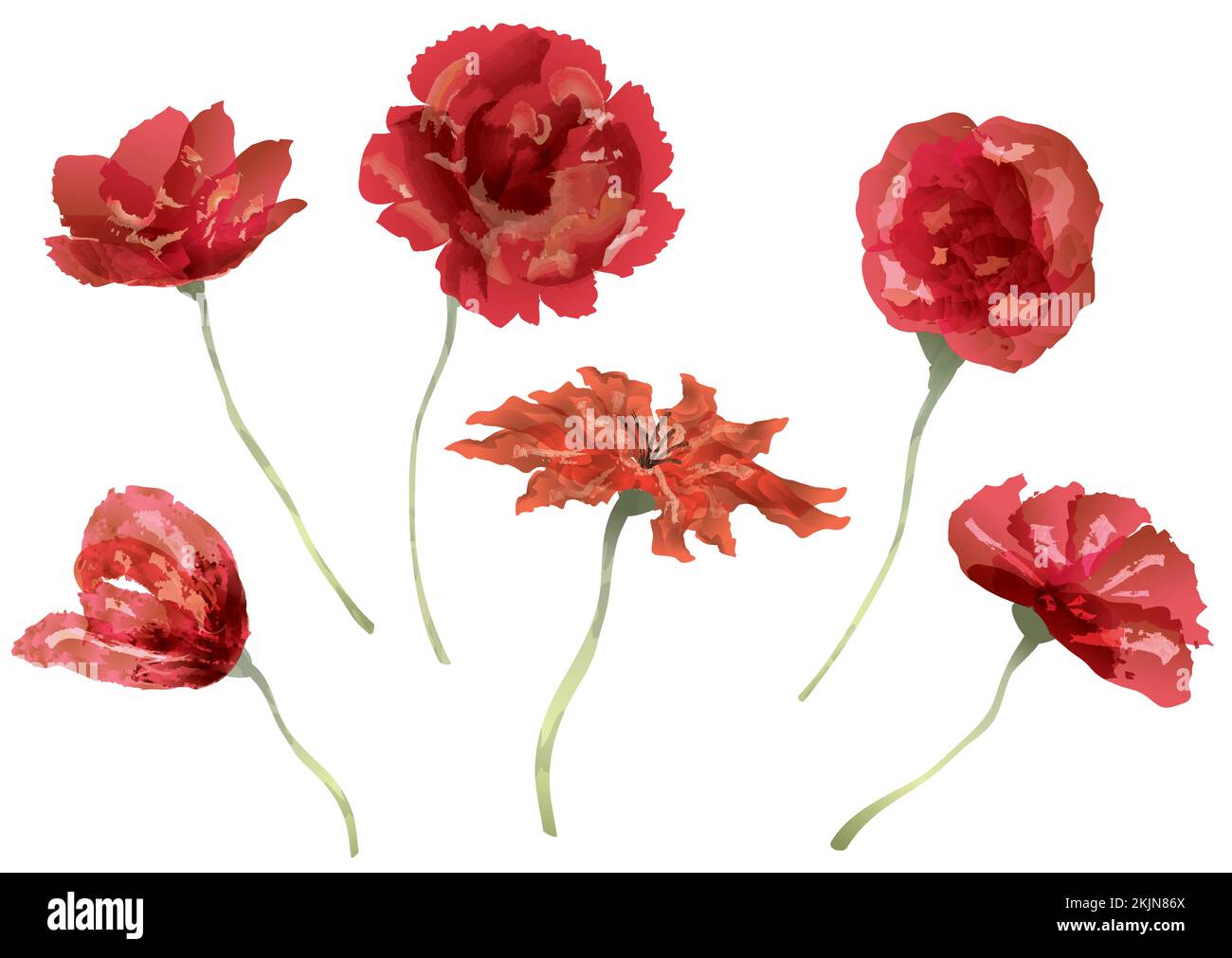 Set Of Botanical Elements Isolated On A White Background. Vector ...