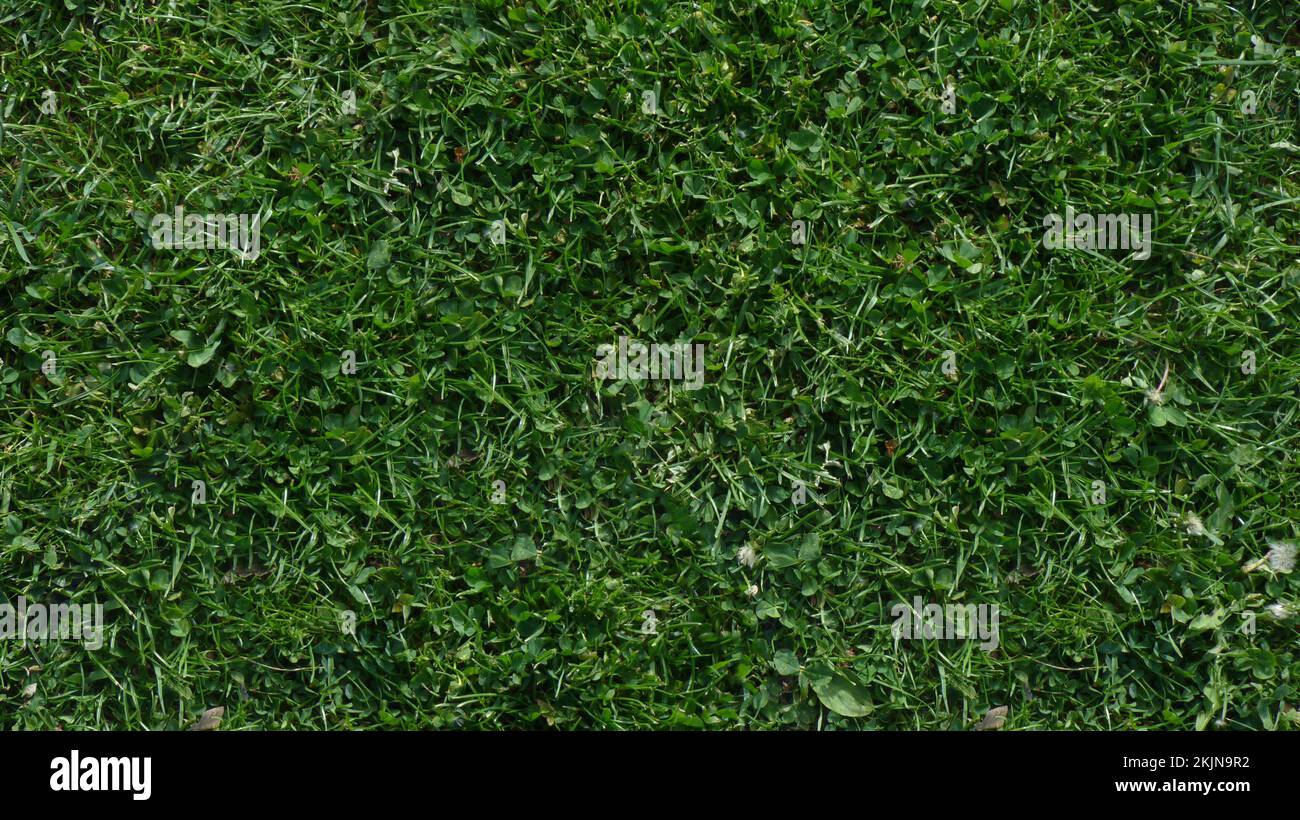 Close-Up of Well-Maintained Lush Green Lawn with Vibrant Color and ...