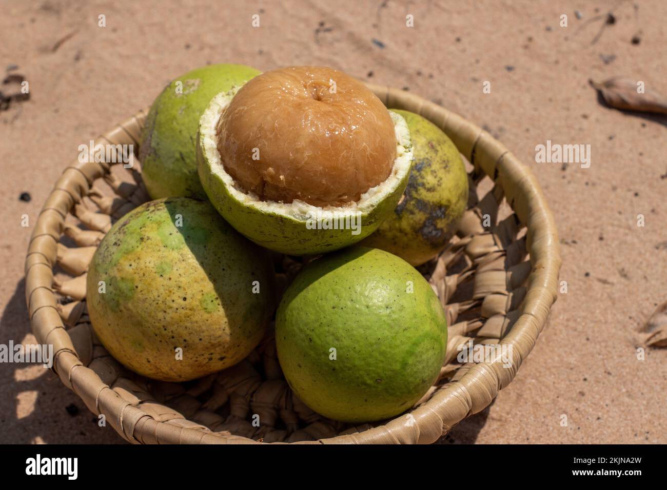 Ripe fruit of the Strychnos spinosa tree known as natal orange or ...
