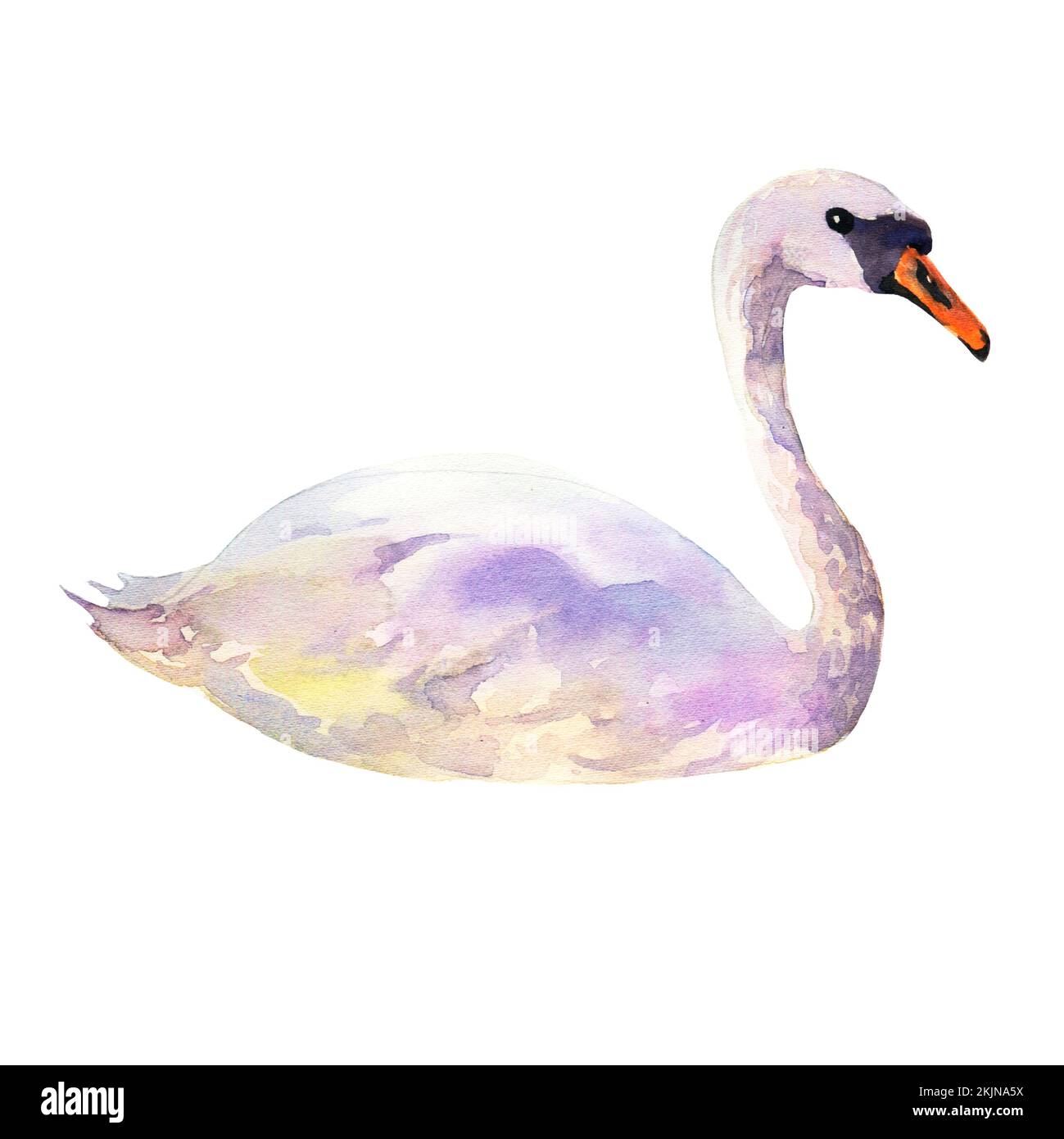 Watercolor illustration, swan on an isolated white background Stock ...