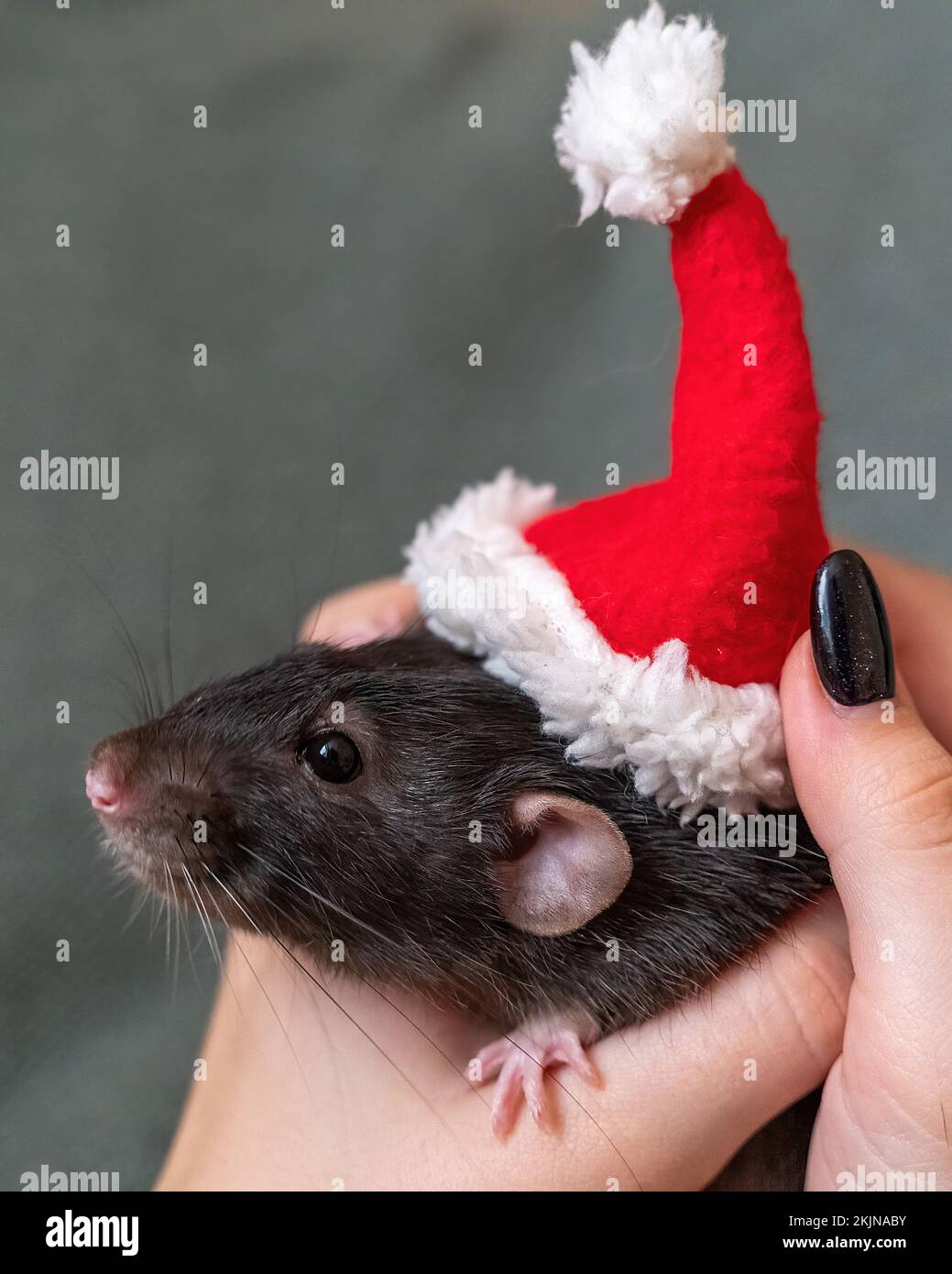 Rat in Santa's hat. Symbol of the Chinese New Year. Funny black rat ...