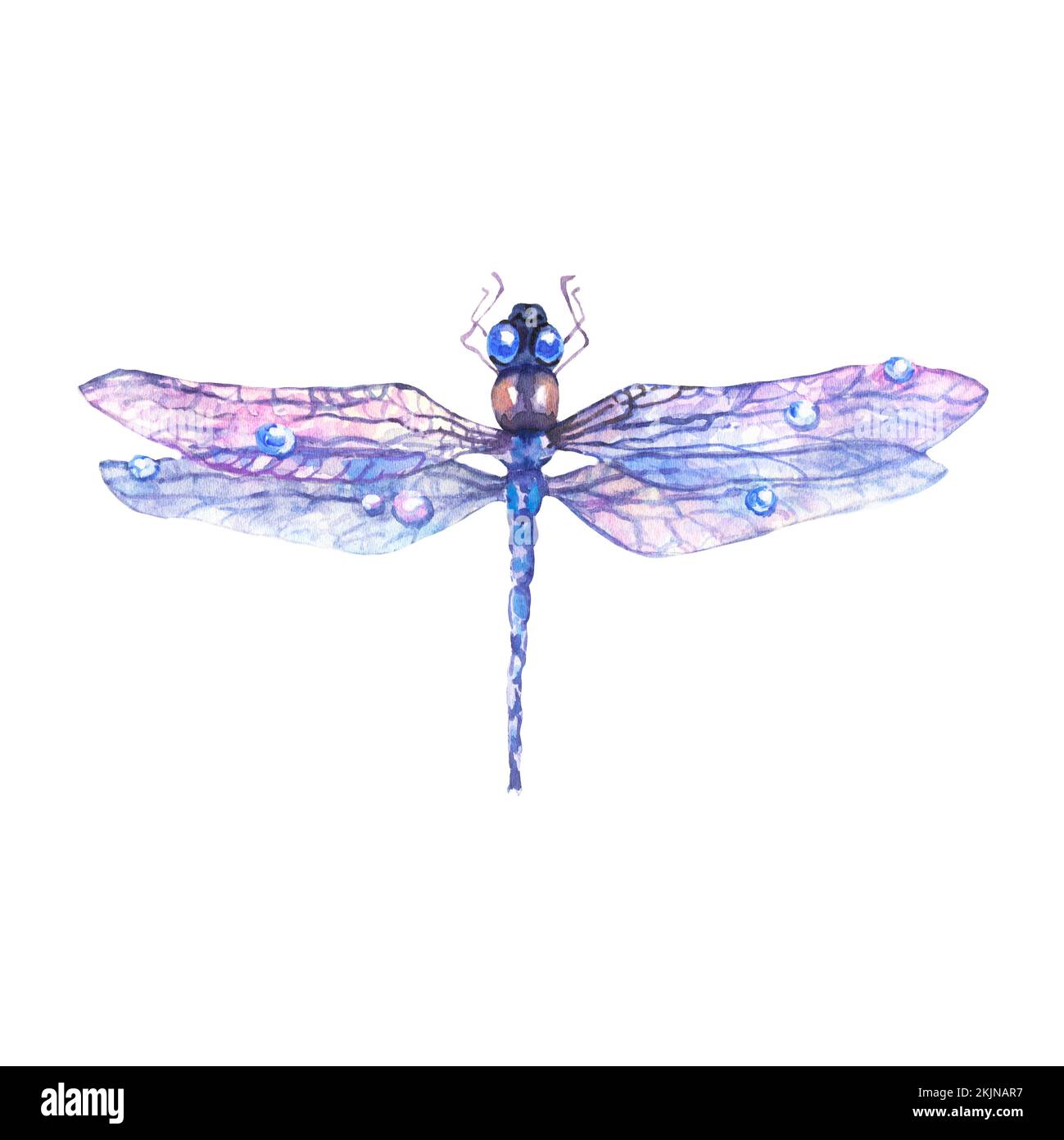 Hand drawn watercolor illustration of blue dragonfly isolated on white ...