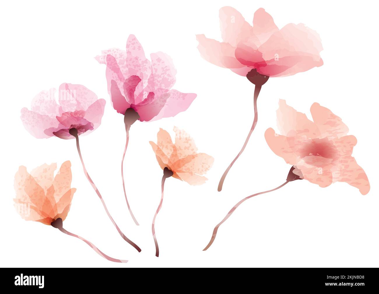 Set Of Botanical Elements Isolated On A White Background. Vector ...