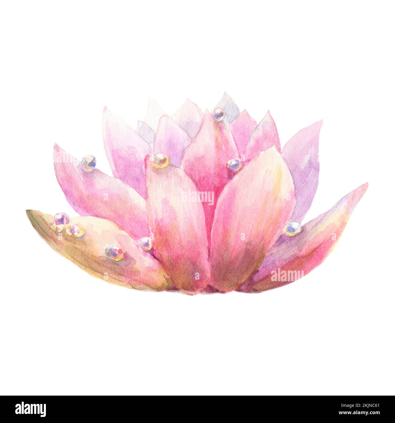 Pink water lily flower with dew drops, watercolor illustration isolated ...