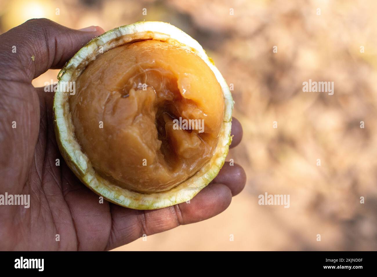 Ripe fruit of the Strychnos spinosa tree known as natal orange or ...