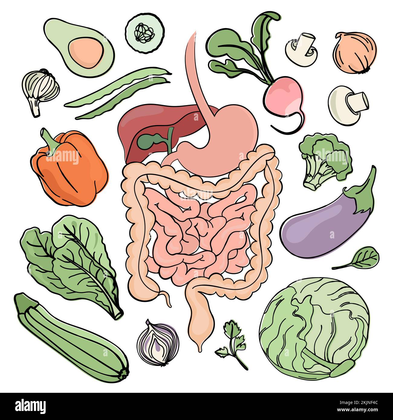 GASTROINTESTINAL TRACT VEGAN Medicine Education Human Nutrition Vector ...