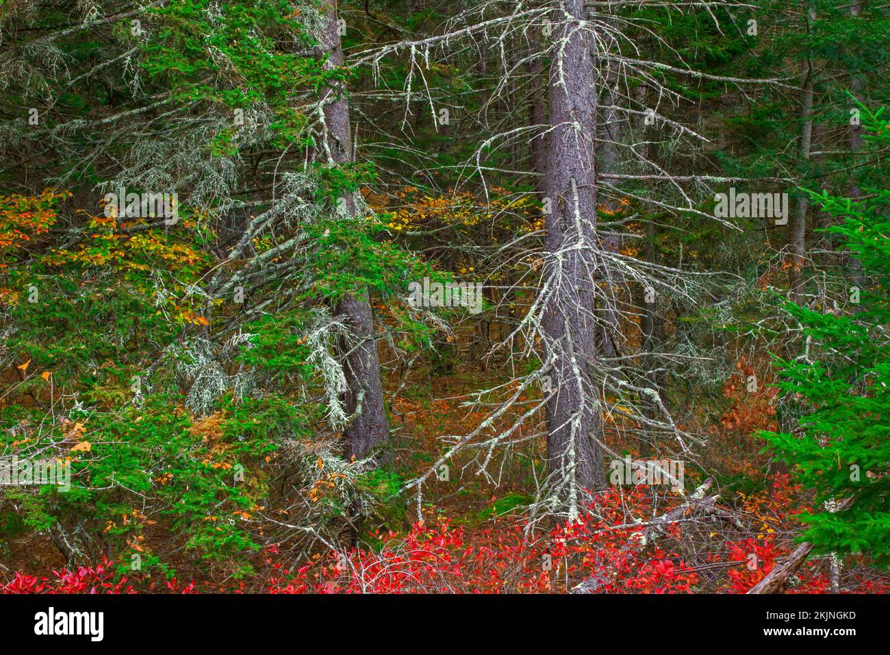 A Red Spruce, Picea rubens, forest in autumn in. Pennsylvania's Pocono ...
