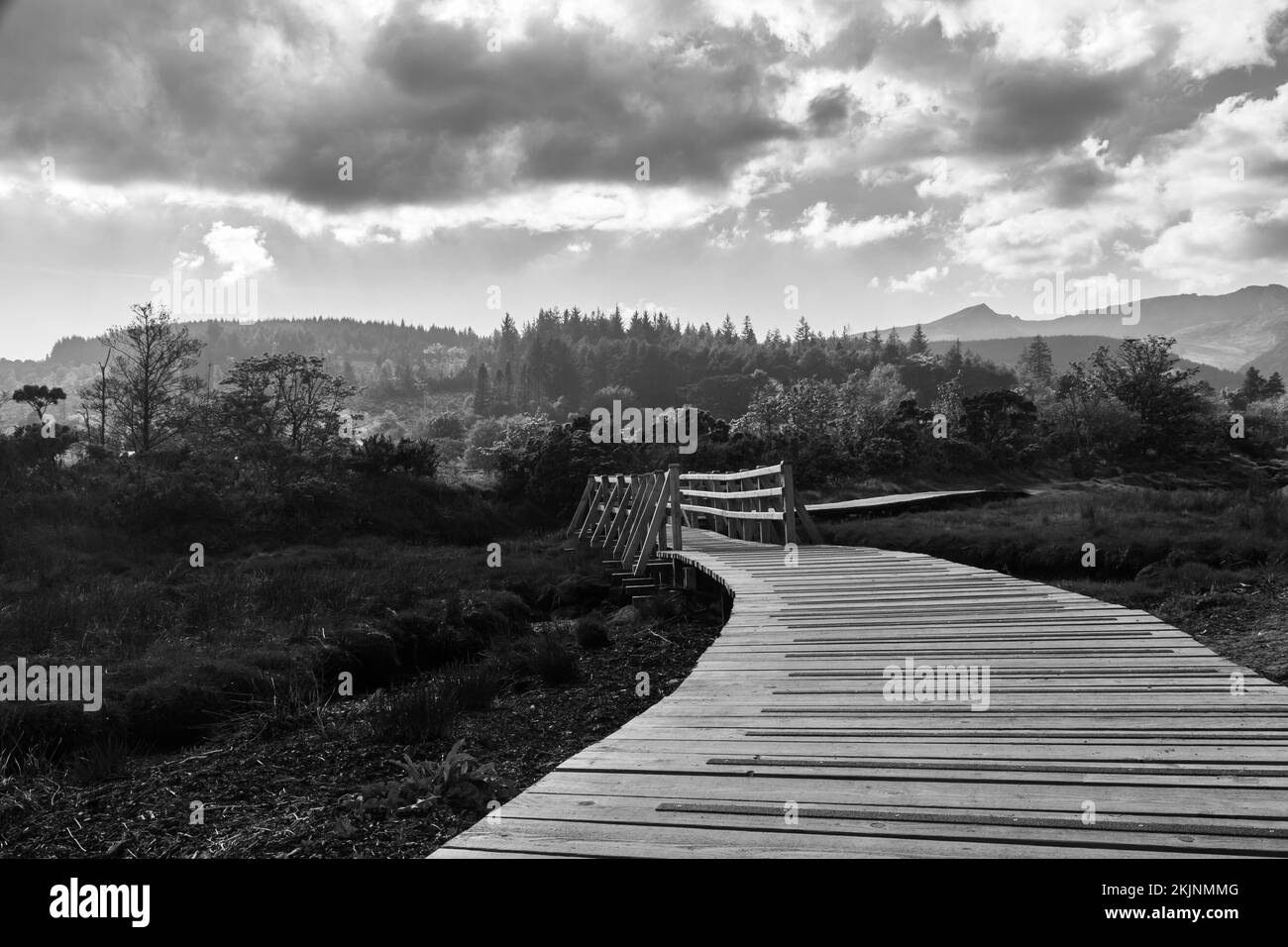 A wooden path surrounded by dense trees in black and white Stock Photo ...