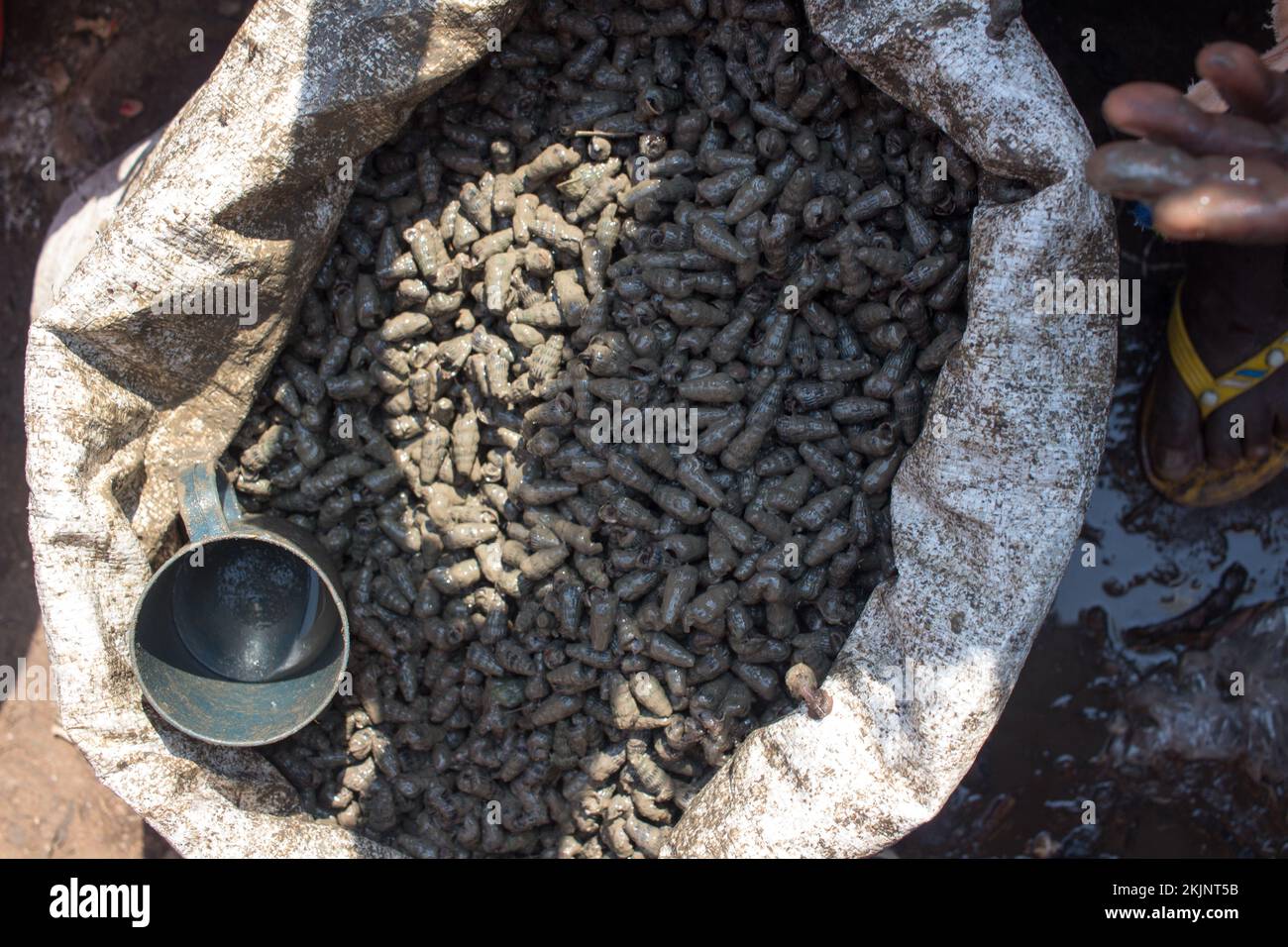 Cerithidea decollata hi-res stock photography and images - Alamy