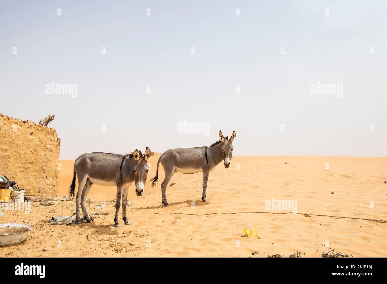 Mauritania, Chinguetti, donkeys Stock Photo - Alamy