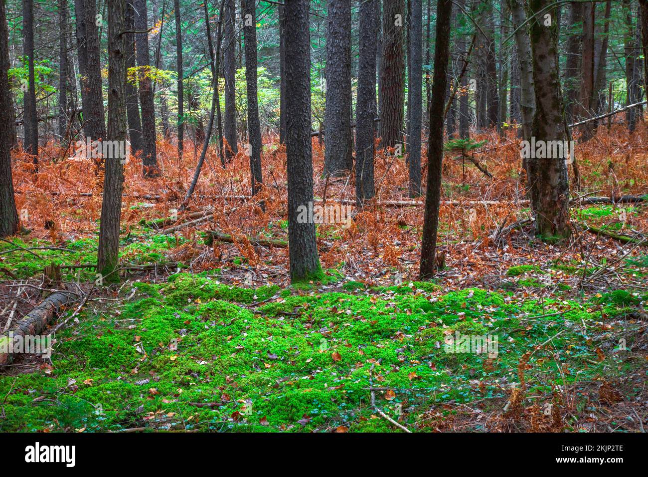 A Red Spruce, Picea rubens, forest in autumn in. Pennsylvania's Pocono ...