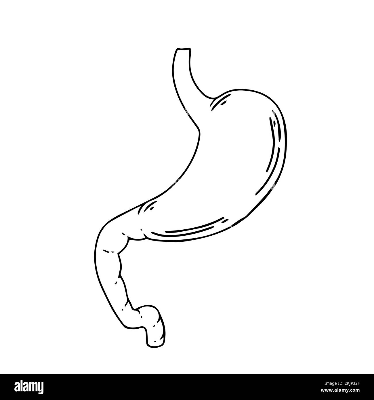 Human stomach. Internal organ, anatomy. Vector cartoon flat icon ...