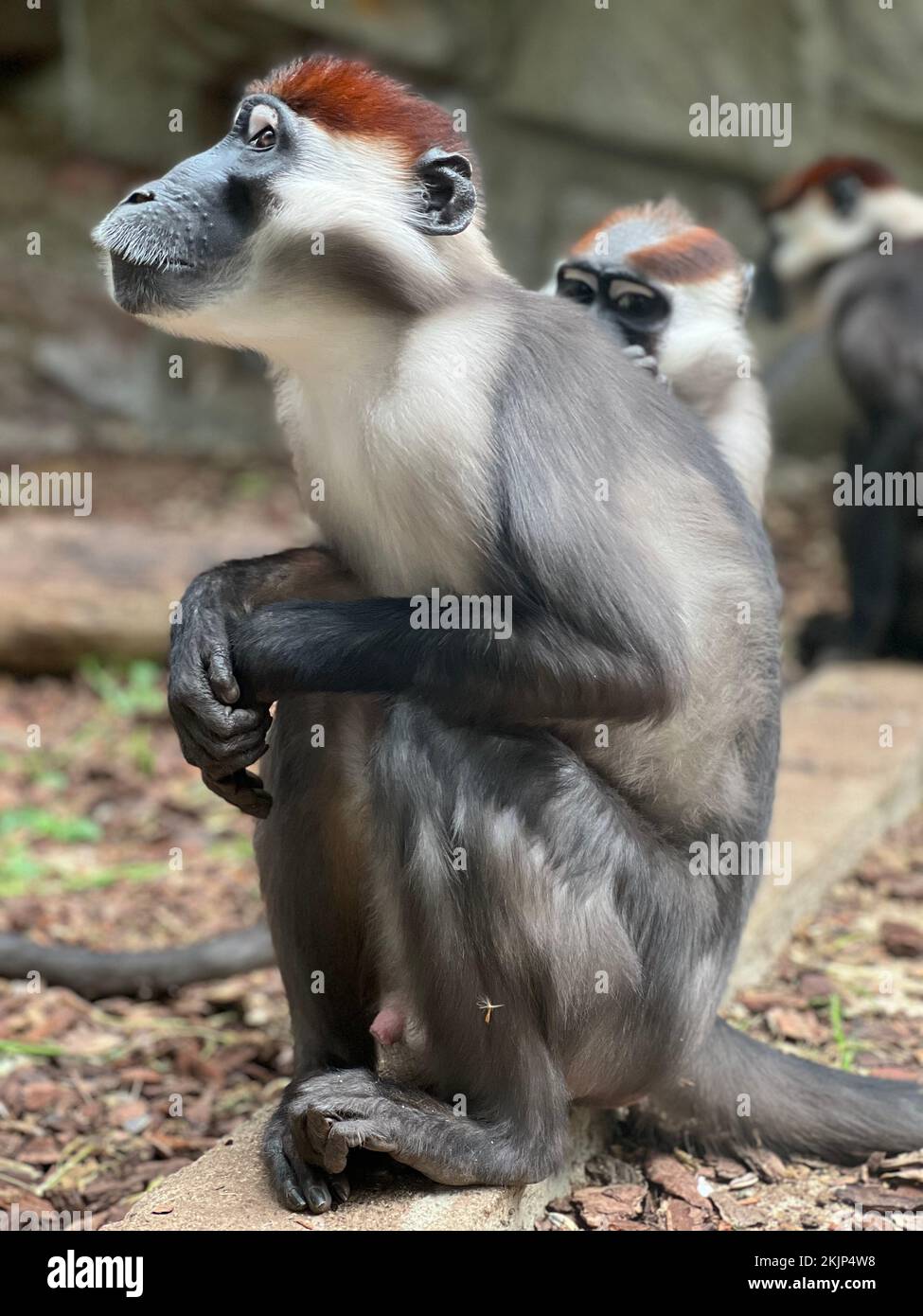 Sooty mangabey hi-res stock photography and images - Alamy
