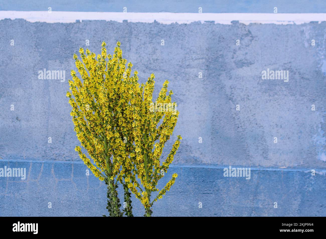 Vivid yellow flowers of Verbascum densiflorum plant, commonly known as ...