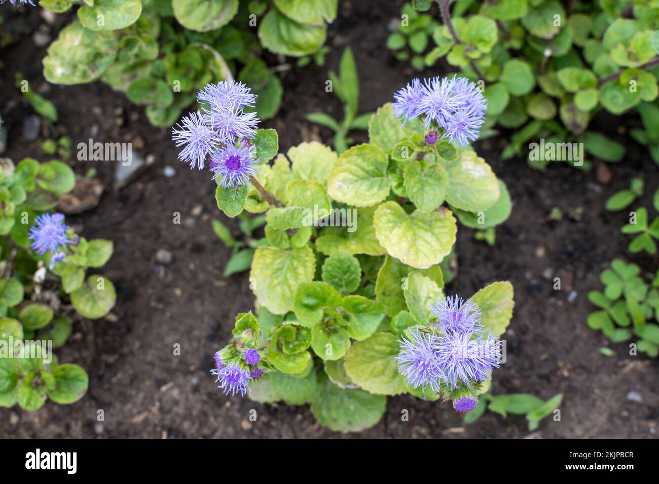 Large group of blue flowers of Ageratum houstonianum plant commonly ...