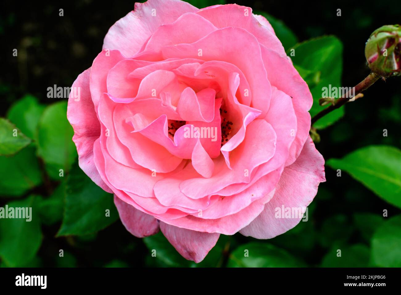 Close up of one delicate vivid pink magenta rose in full bloom and ...