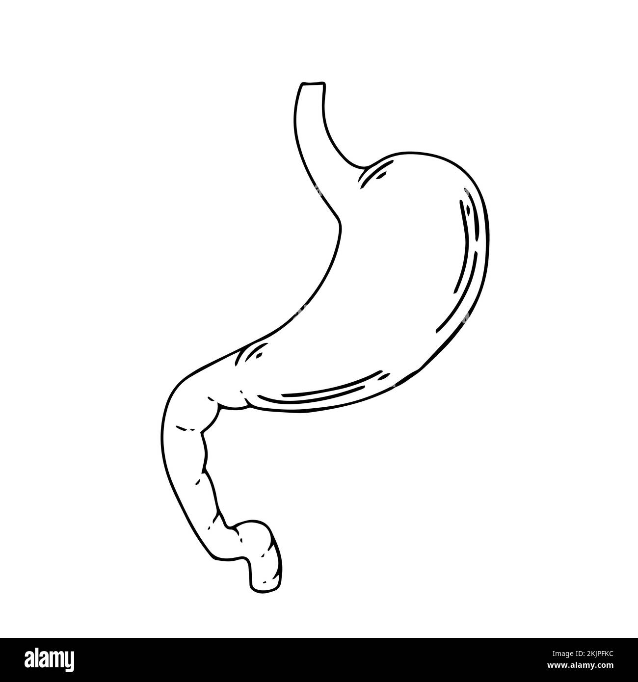 Human Stomach Internal Organ Anatomy Vector Cartoon Flat Icon Illustration Isolated On White