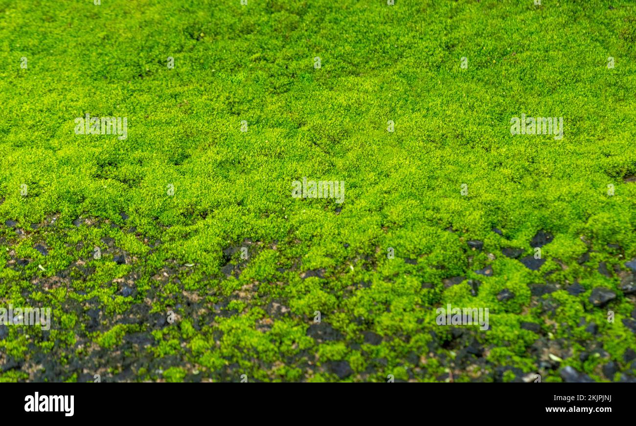 Close-up of beautiful green moss on close-up background. moss macro ...