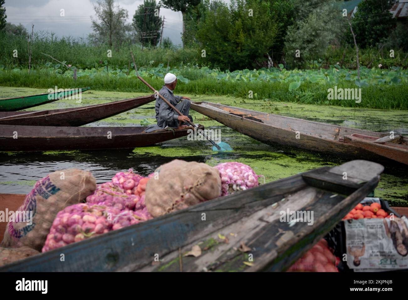 India, Srinagar, 2022-07-29. A man rows his boat in the floating market ...
