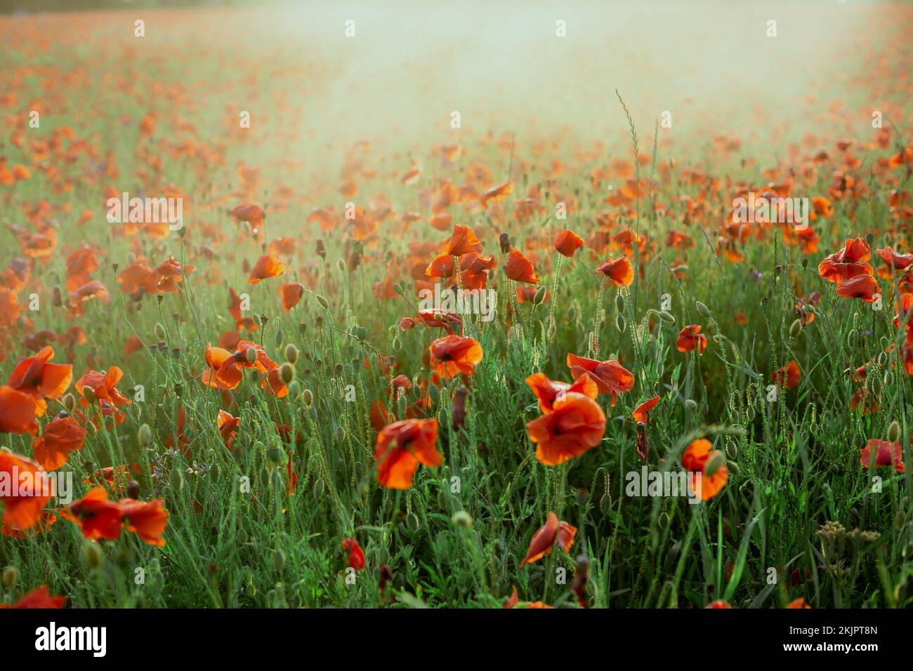 Poppies field covered sunlight hi-res stock photography and images - Alamy