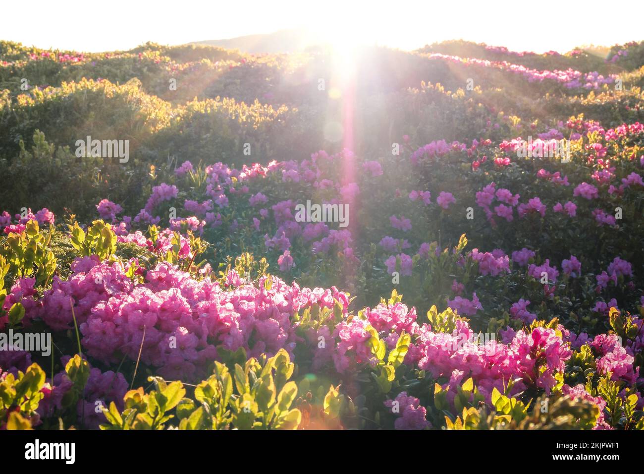 Hill with blooming pink flowers landscape photo Stock Photo - Alamy