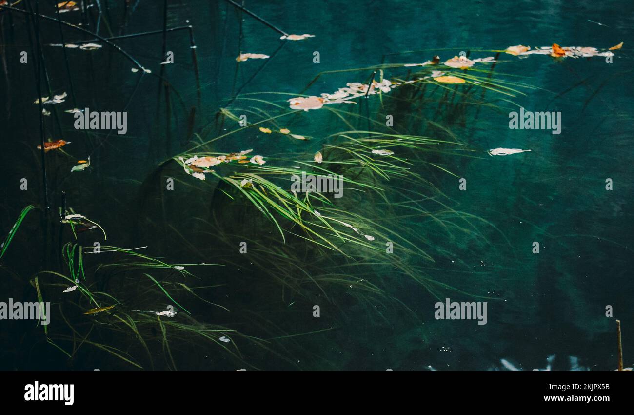 Plants floating on water surface landscape photo Stock Photo - Alamy