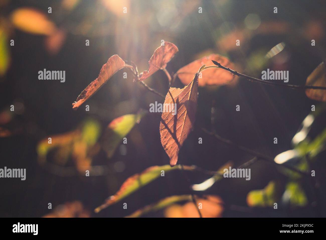 Fall foliage photography hi-res stock photography and images - Alamy